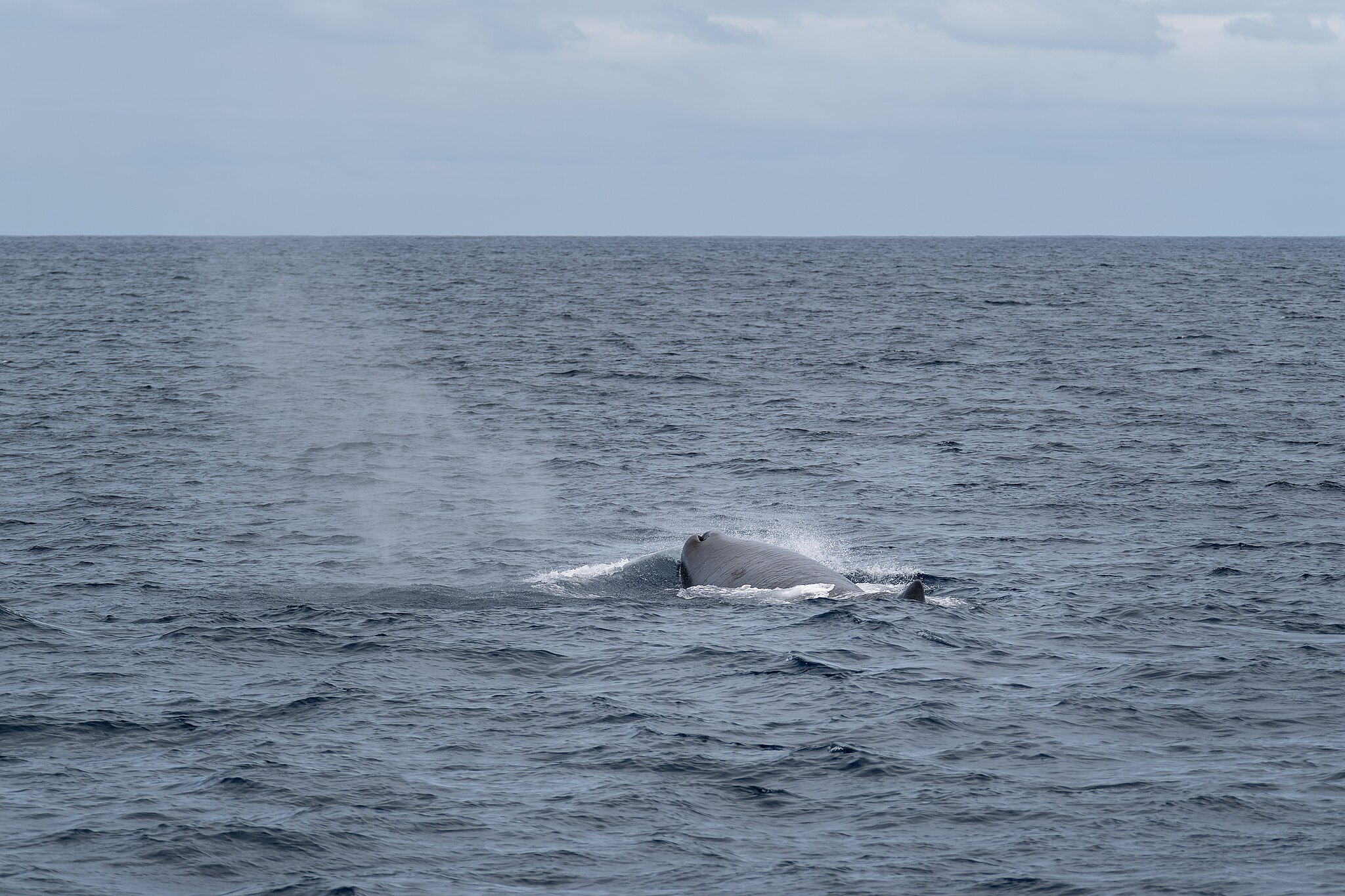 The Whale That Navigates Entire Oceans With One Lung