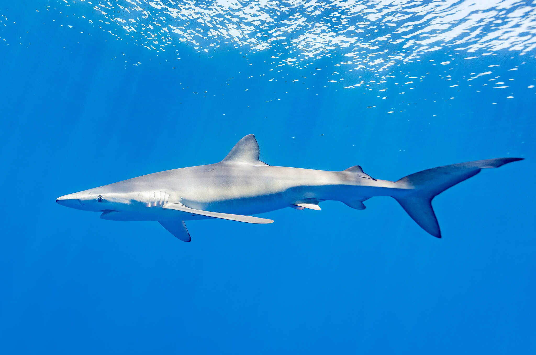Why Some Sharks Travel Alone While Others Form Packs