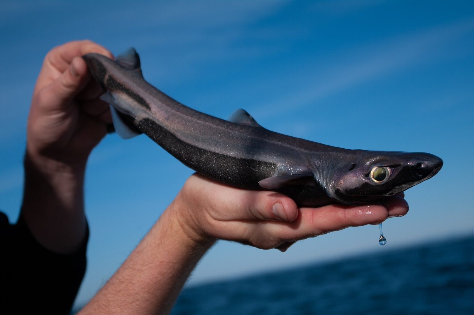 11 Deepest-Dwelling Sharks Ever Found