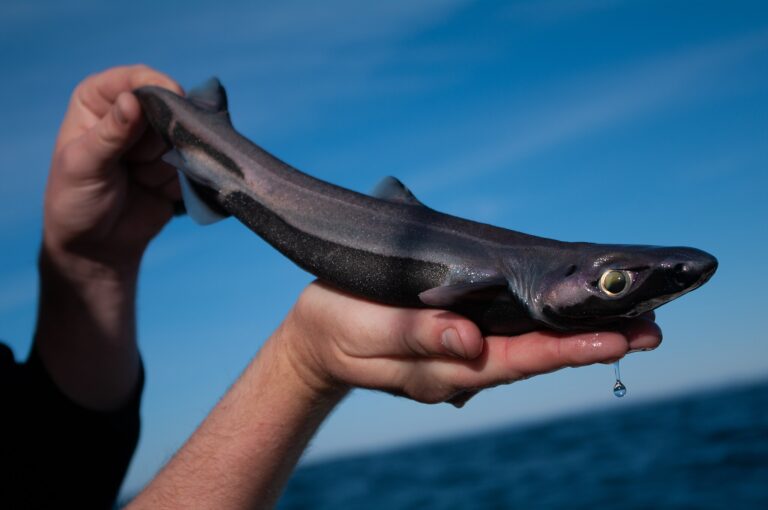 The Shark With a Nose Covered in Electrosensors
