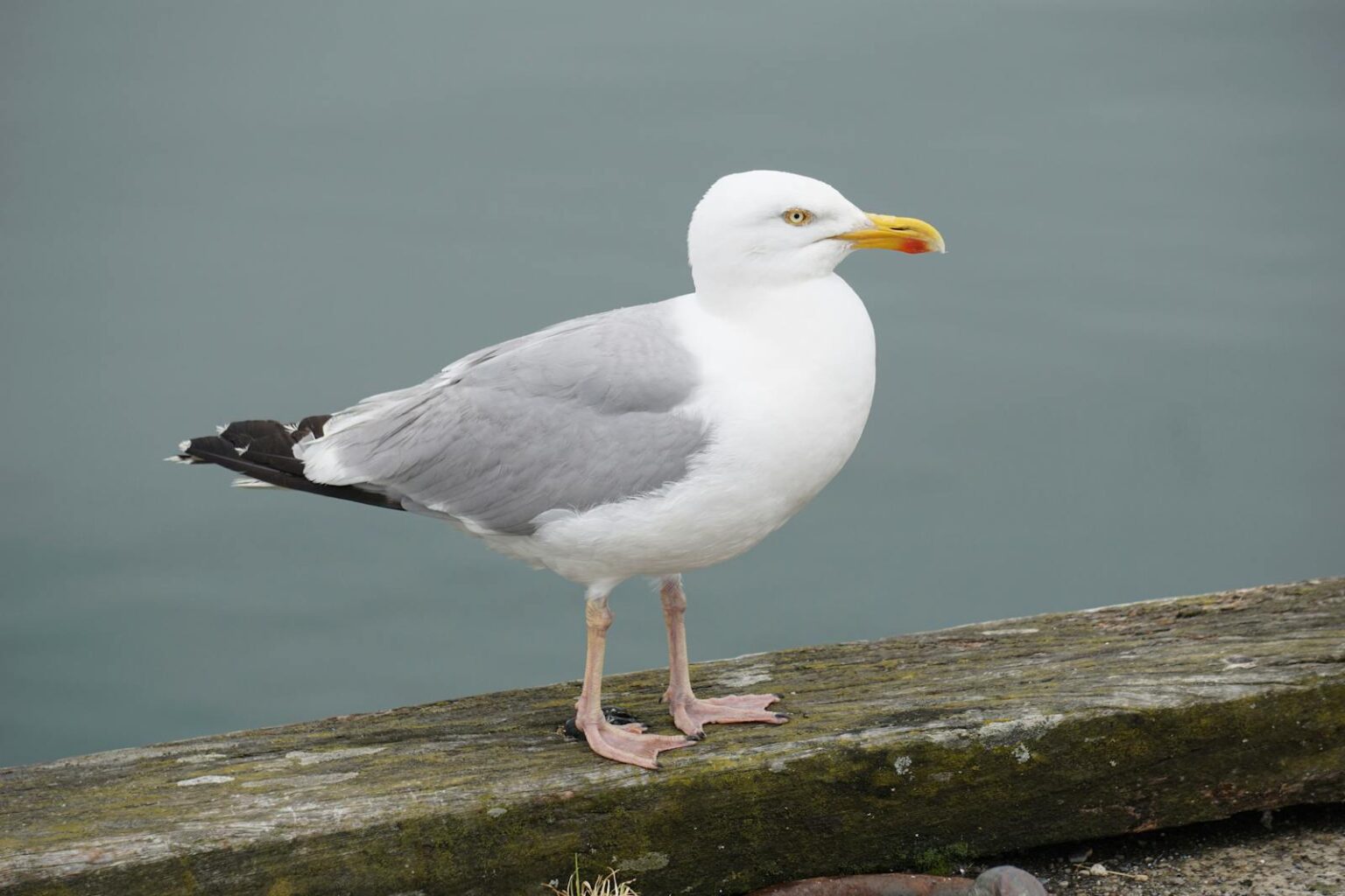 Why Some Seabirds Drink Seawater and How They Survive