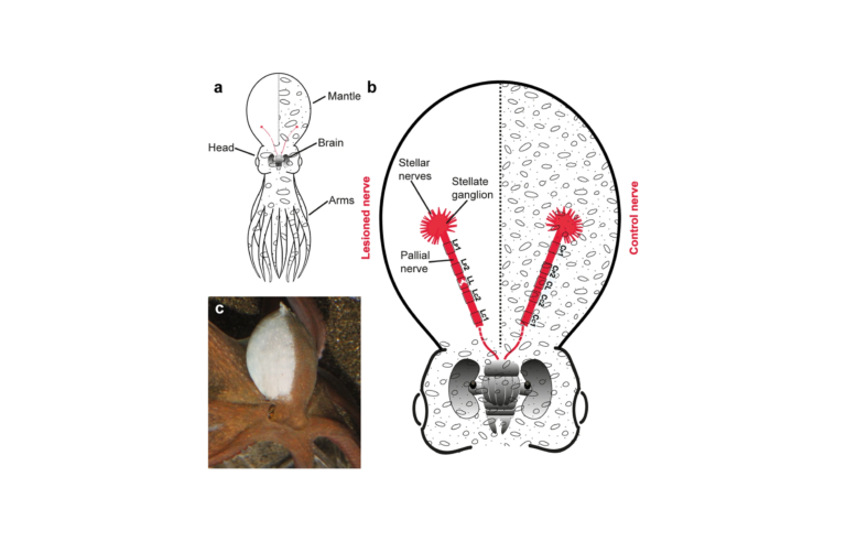 The Octopus That Changes Texture to Blend Into Rocks