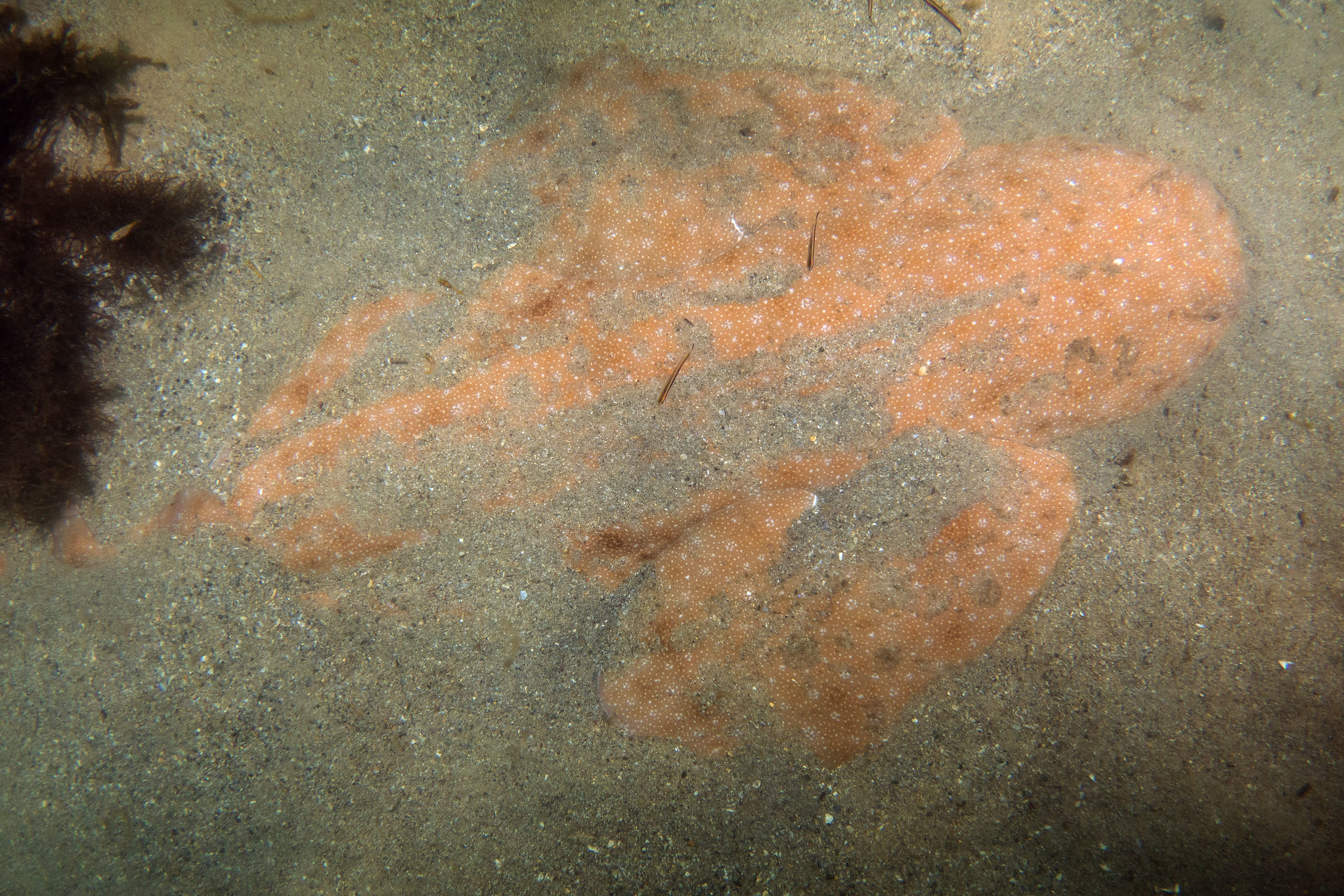 How Sharks Detect Prey Hidden Under Sand