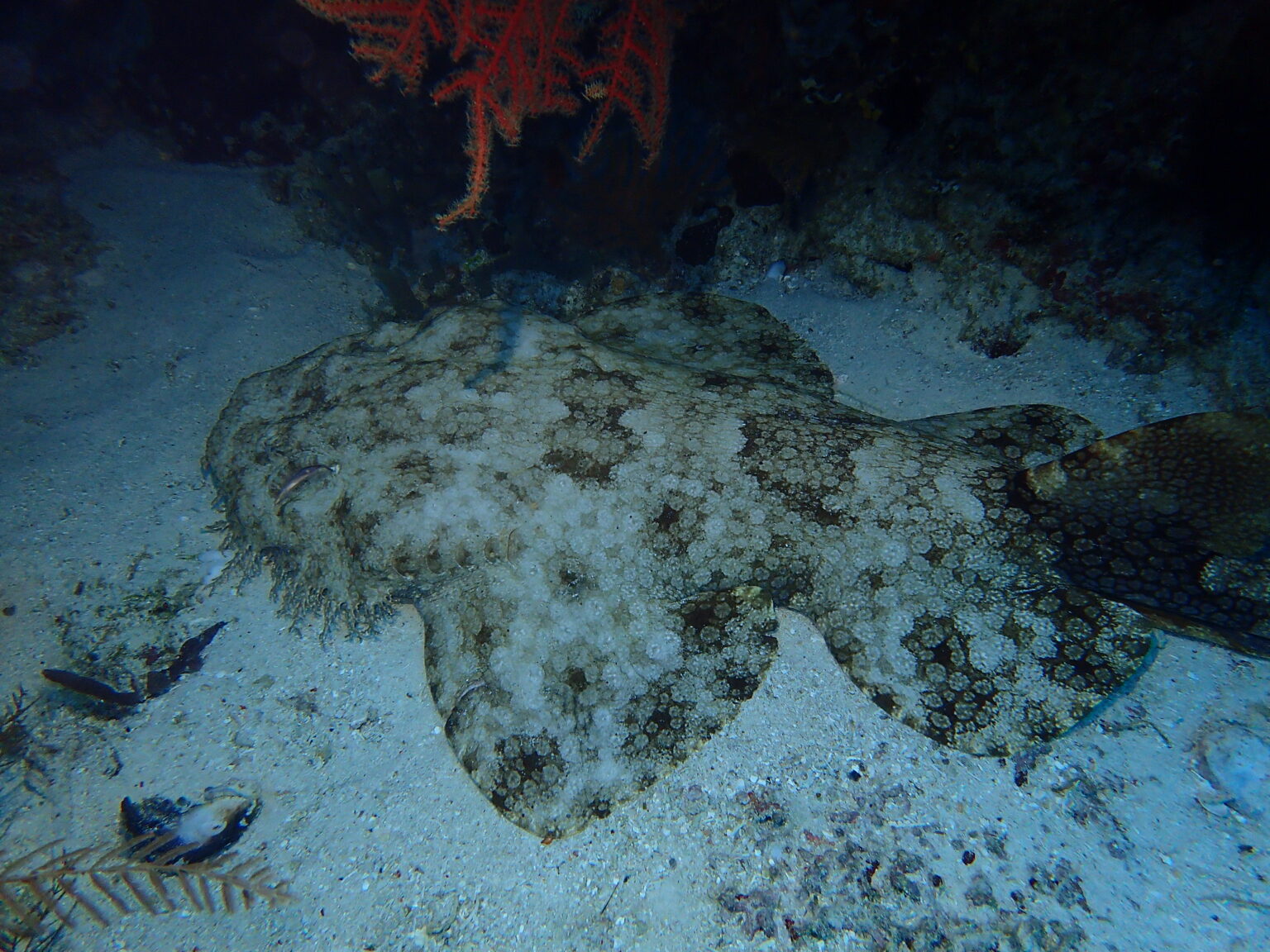 6 Sharks With Built-In Camouflage