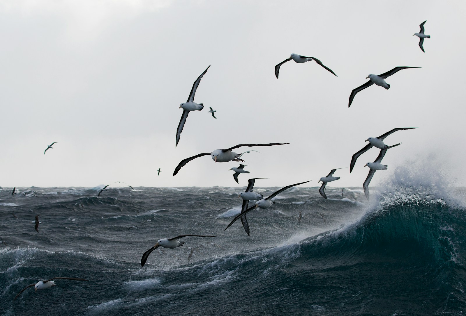 Why Some Seabirds Drink Seawater and How They Survive