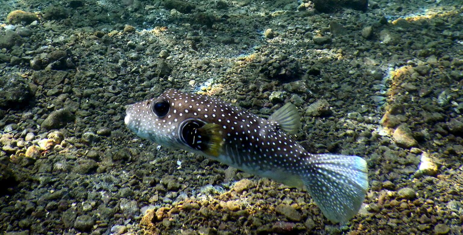 The Fish That Builds Nest Circles on the Ocean Floor