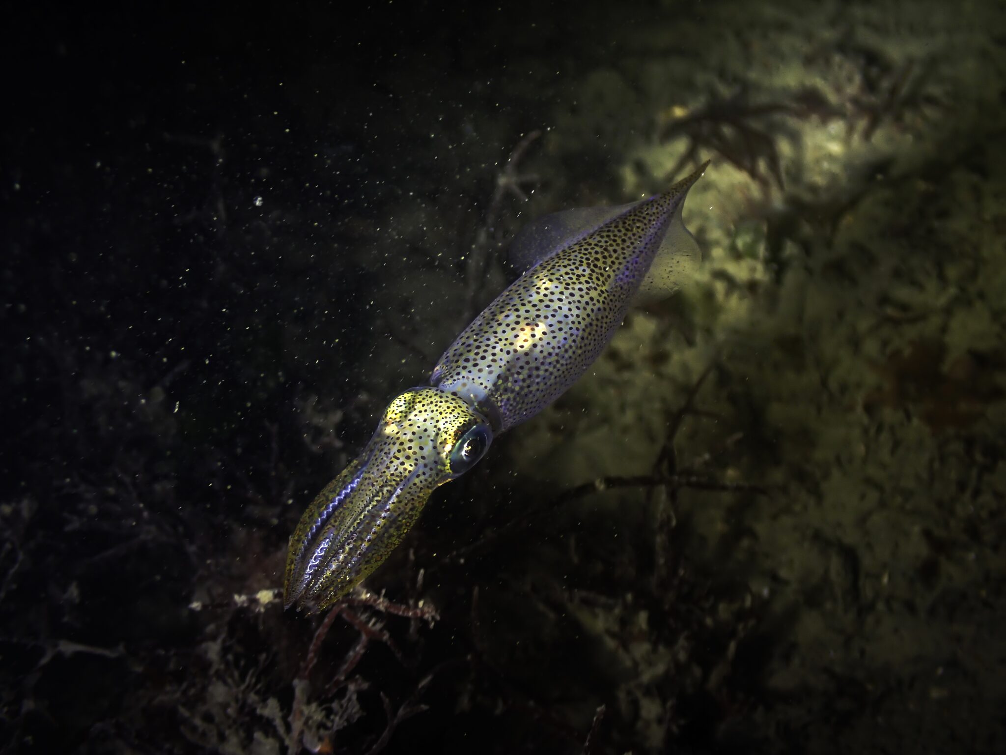 Can Squid Hear? The Science Behind Their Senses
