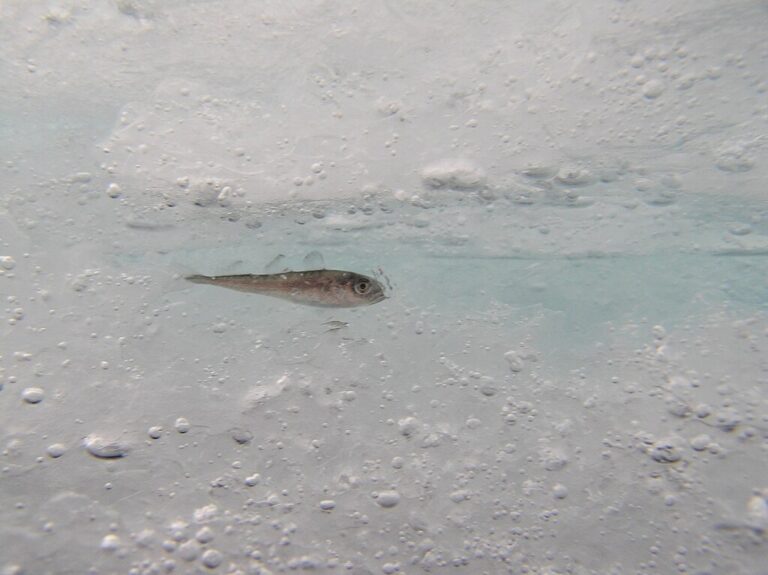 The Fish That Grows Antifreeze in Its Blood