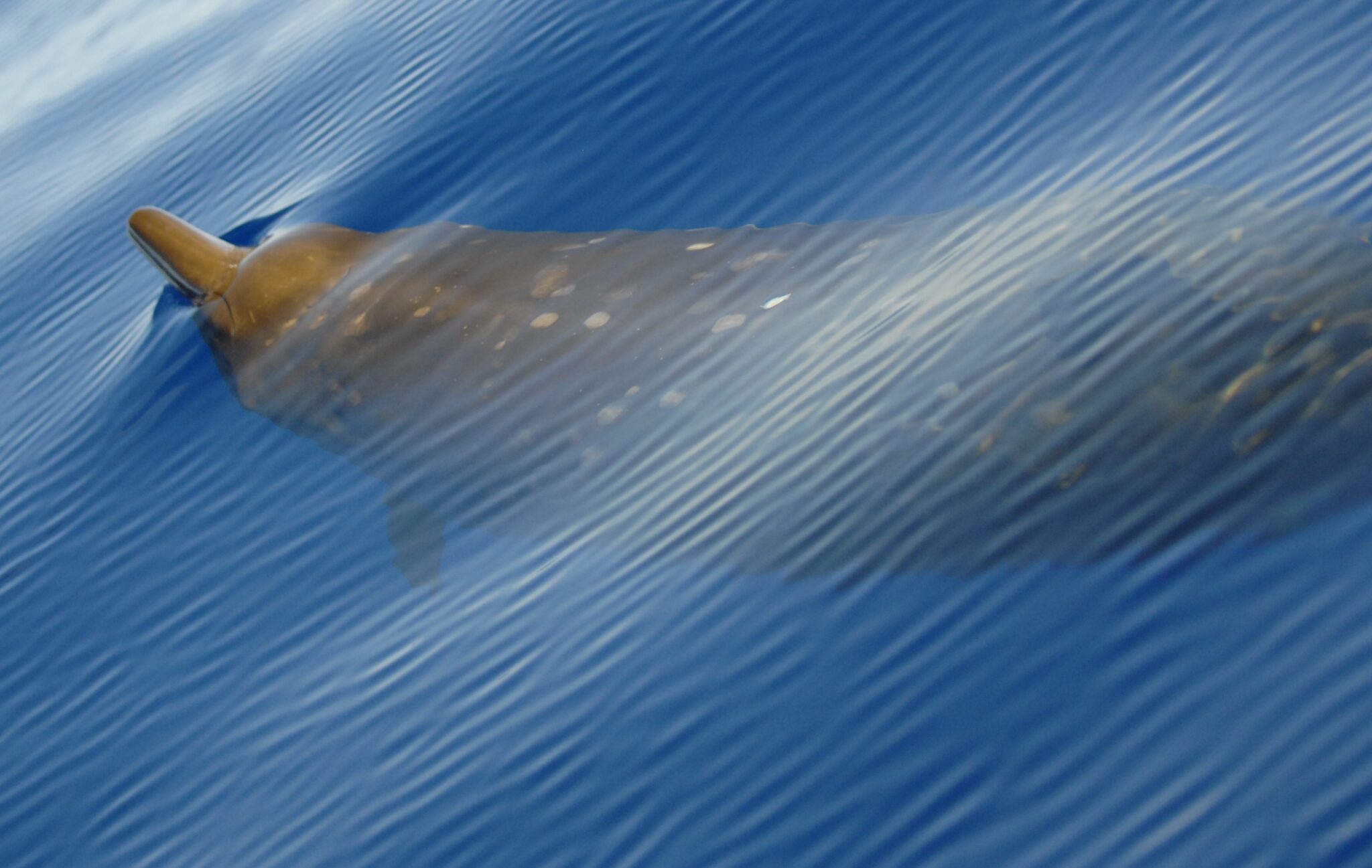 5 Deepest Recorded Animal Dives in History