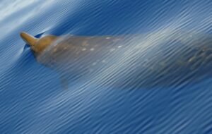 5 Deepest Recorded Animal Dives in History