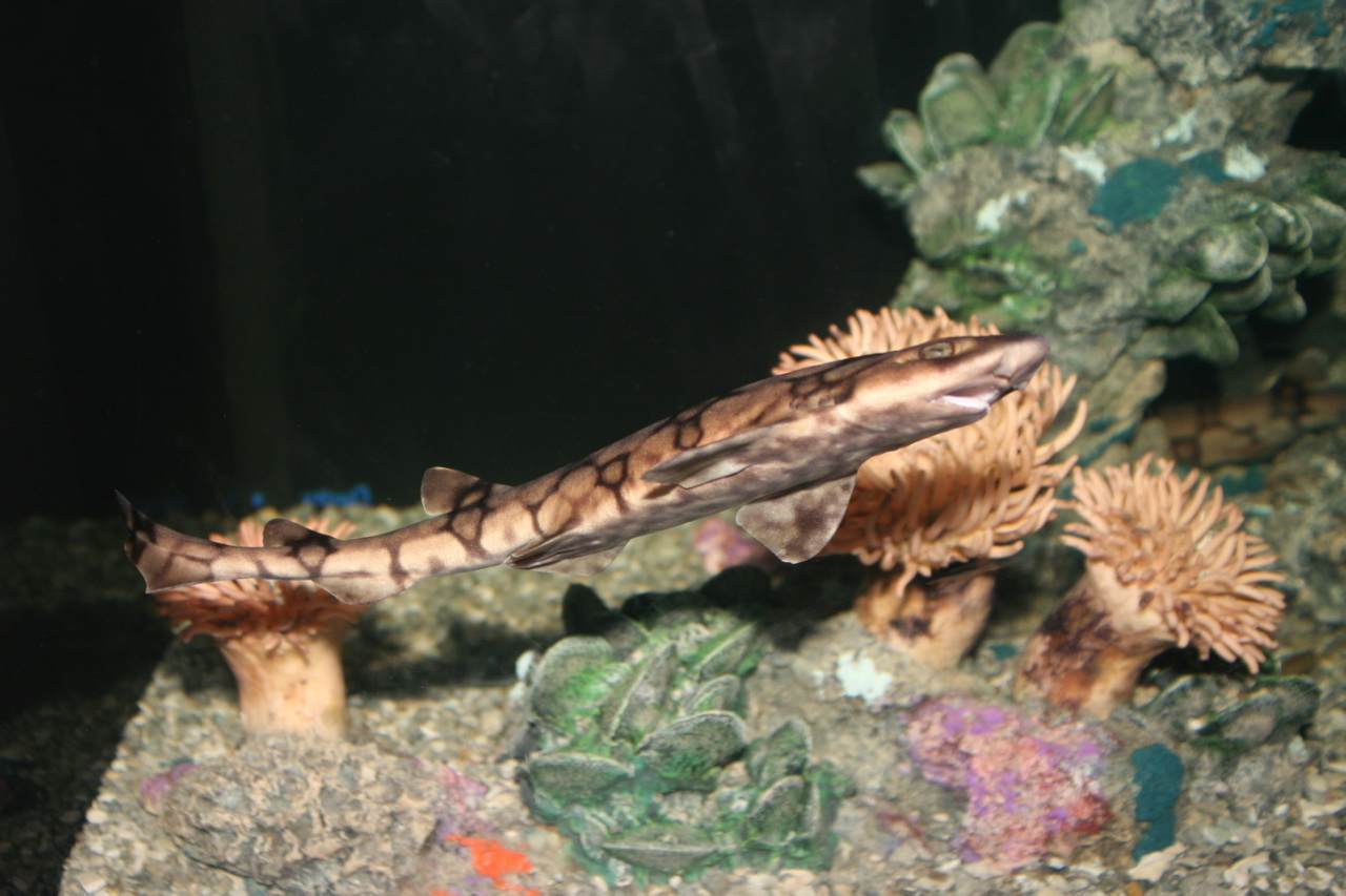 9 Sharks That Glow in the Dark And Why