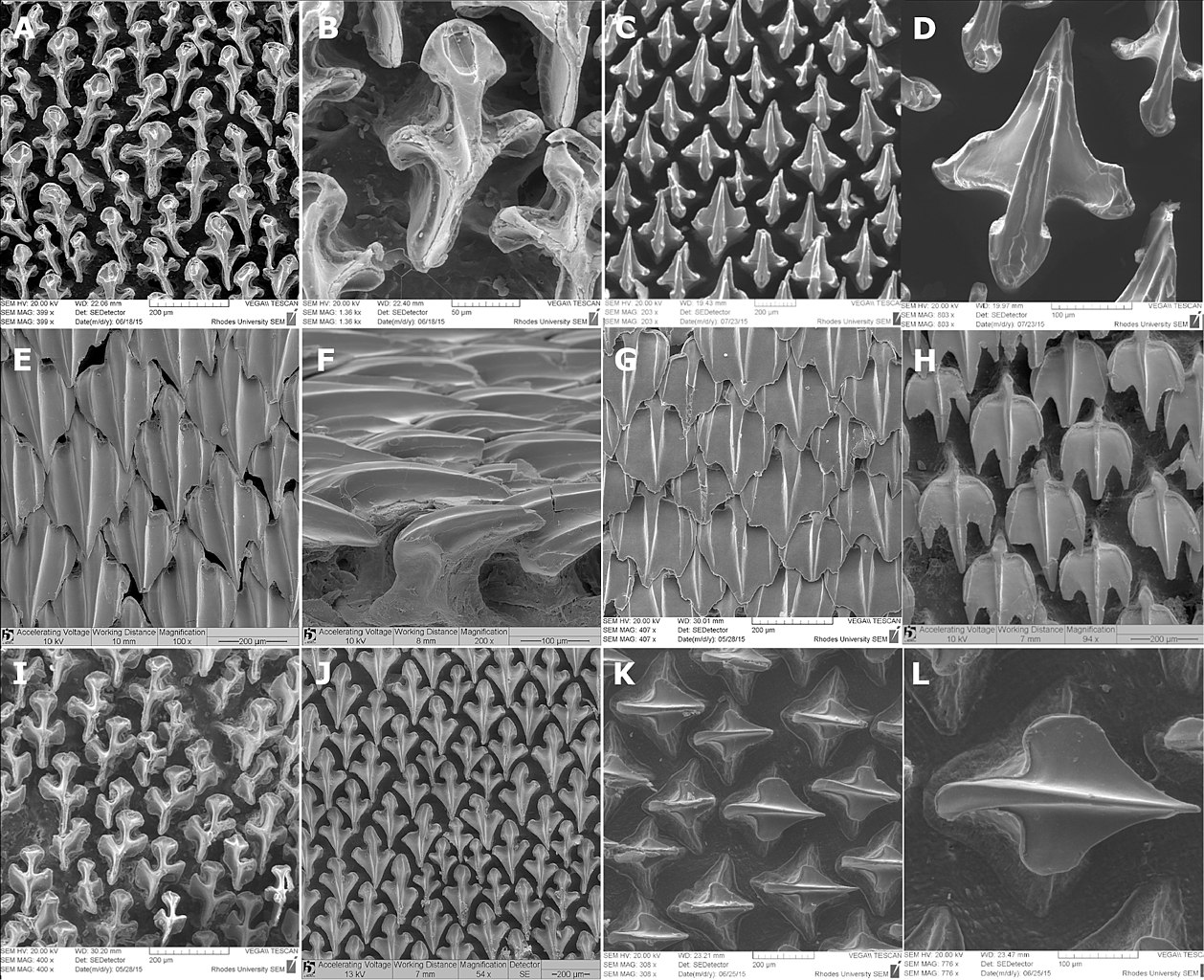 The Secret Behind Sharkskin—and Why It’s Used in Swimsuits