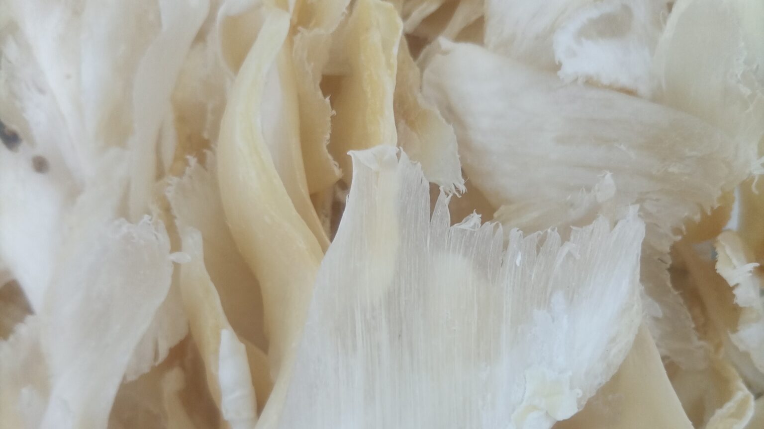 The Truth About Shark Fin Soup and Its Deadly Cost