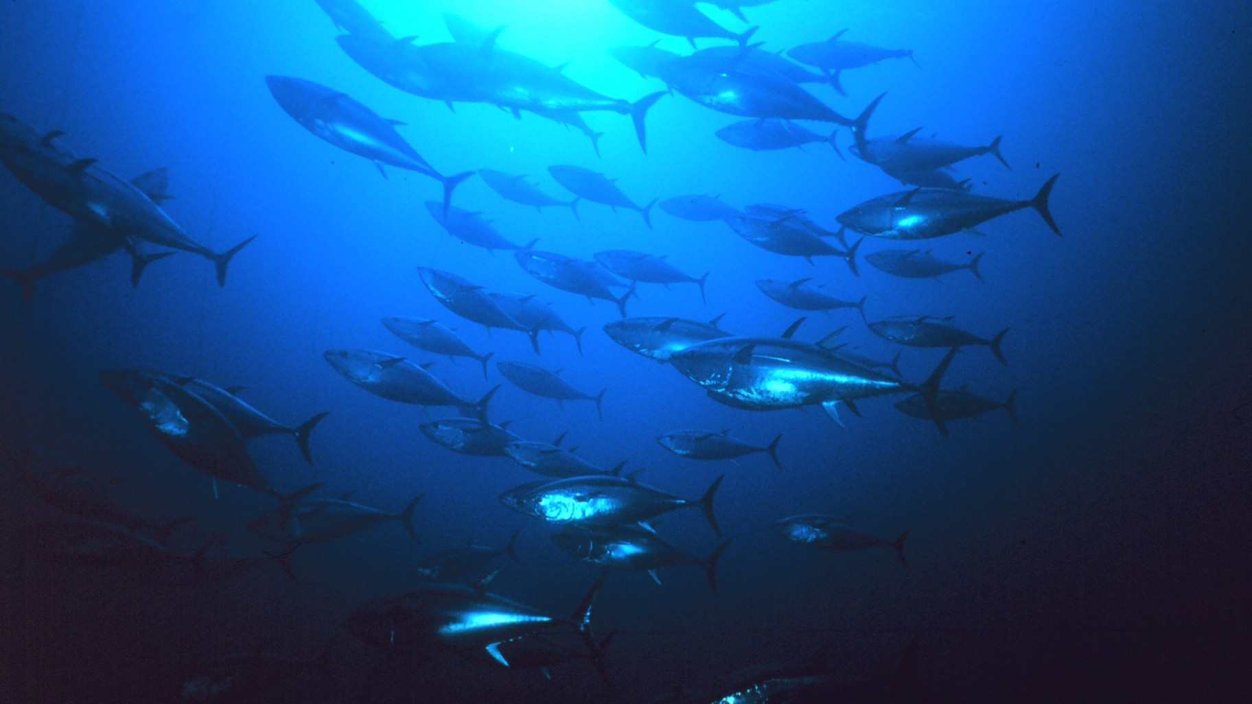 12 Marine Species on the Brink of Extinction