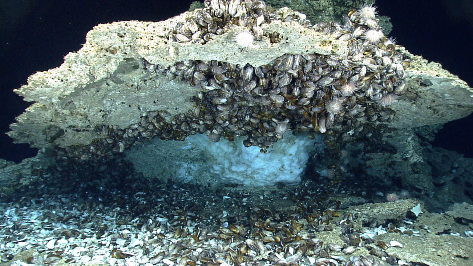 Top 10 Creatures Found Near Hydrothermal Vents