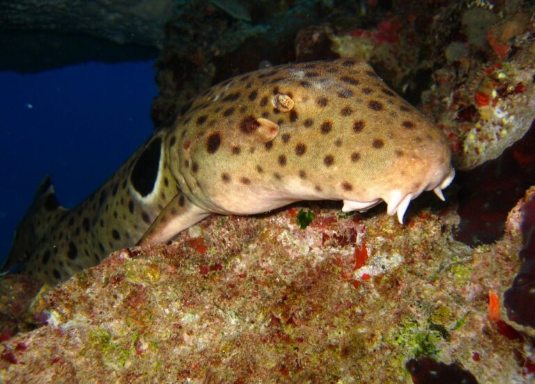The Shark That Can “Walk” on Land for Short Distances