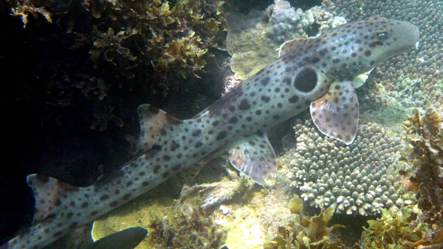 The Shark That Can “Walk” on Land for Short Distances