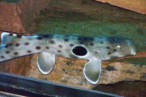 The Shark That Can “Walk” on Land for Short Distances