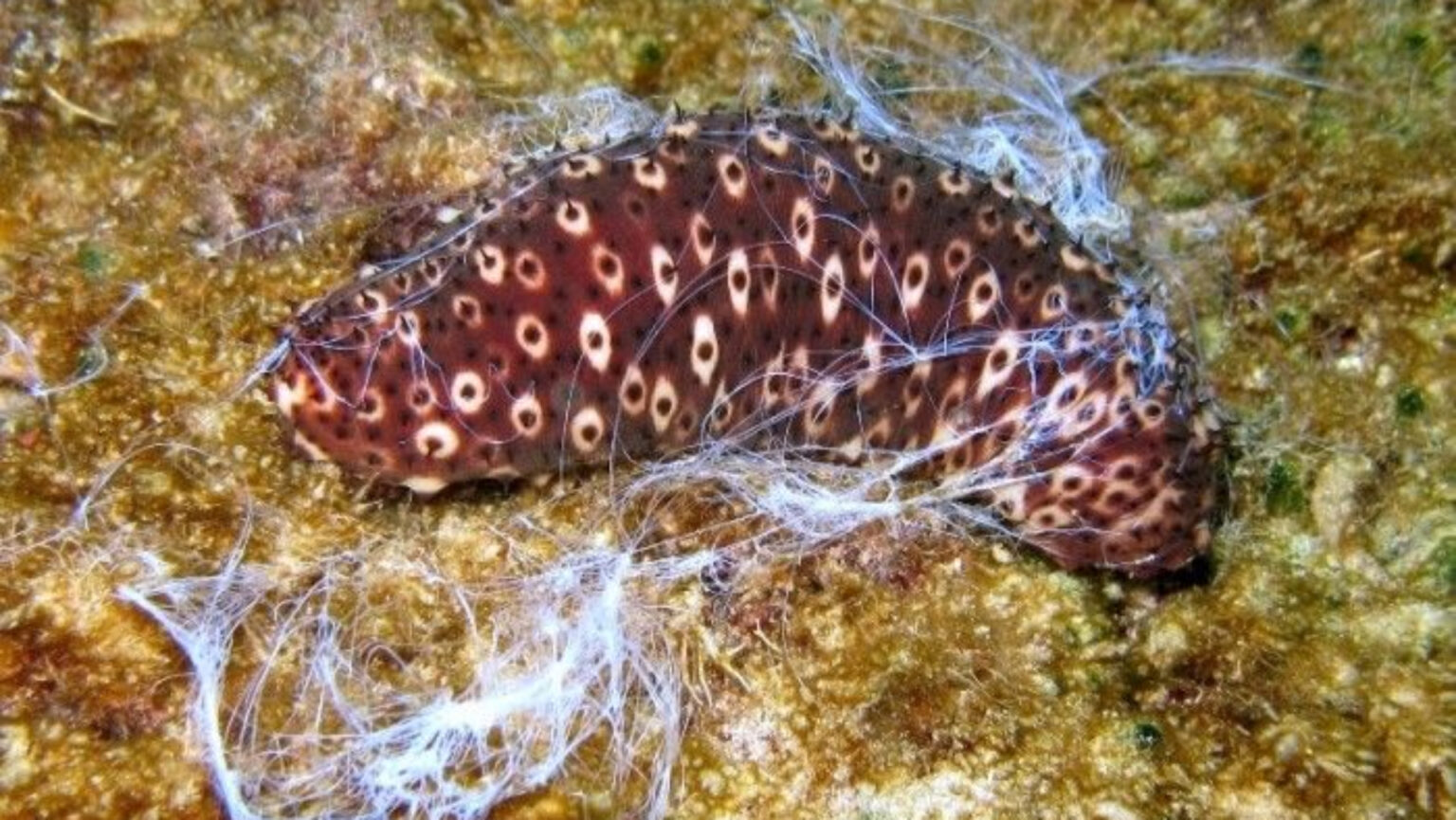 Can Sea Cucumbers Fight Back? Their Bizarre Defense Mechanism