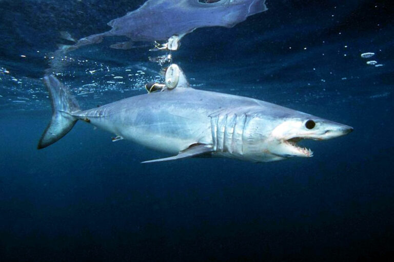 How Sharks Heal From Serious Wounds
