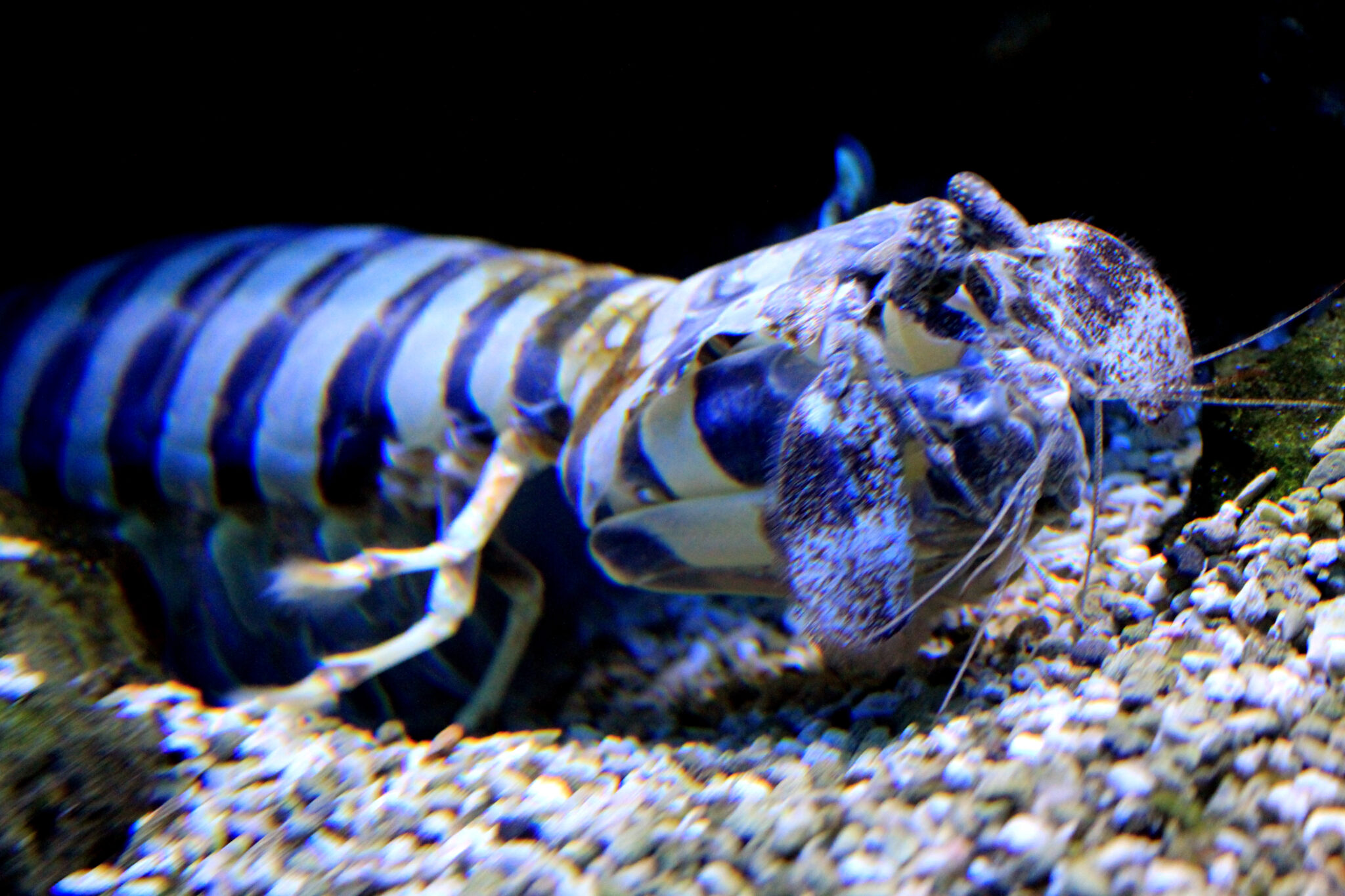 The Mantis Shrimp’s Punch—Faster Than a Bullet