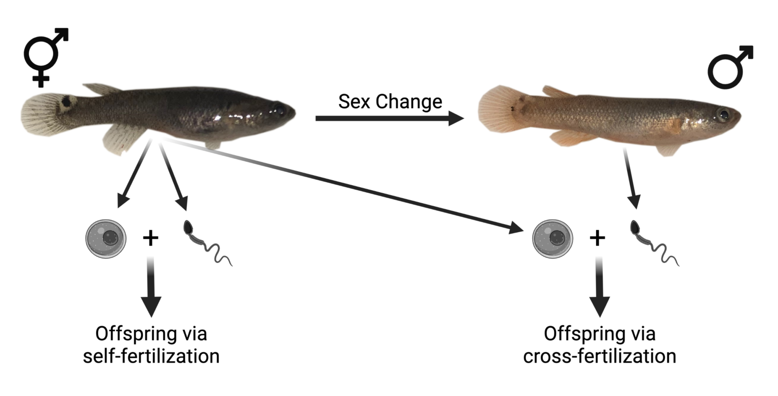 Why Some Fish Change Sex to Survive
