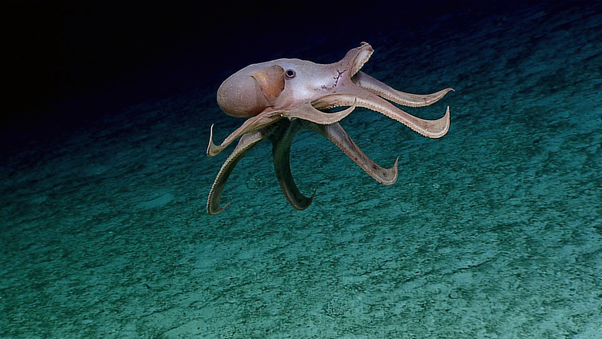 How Deep-Sea Creatures Use Jet Propulsion to Move