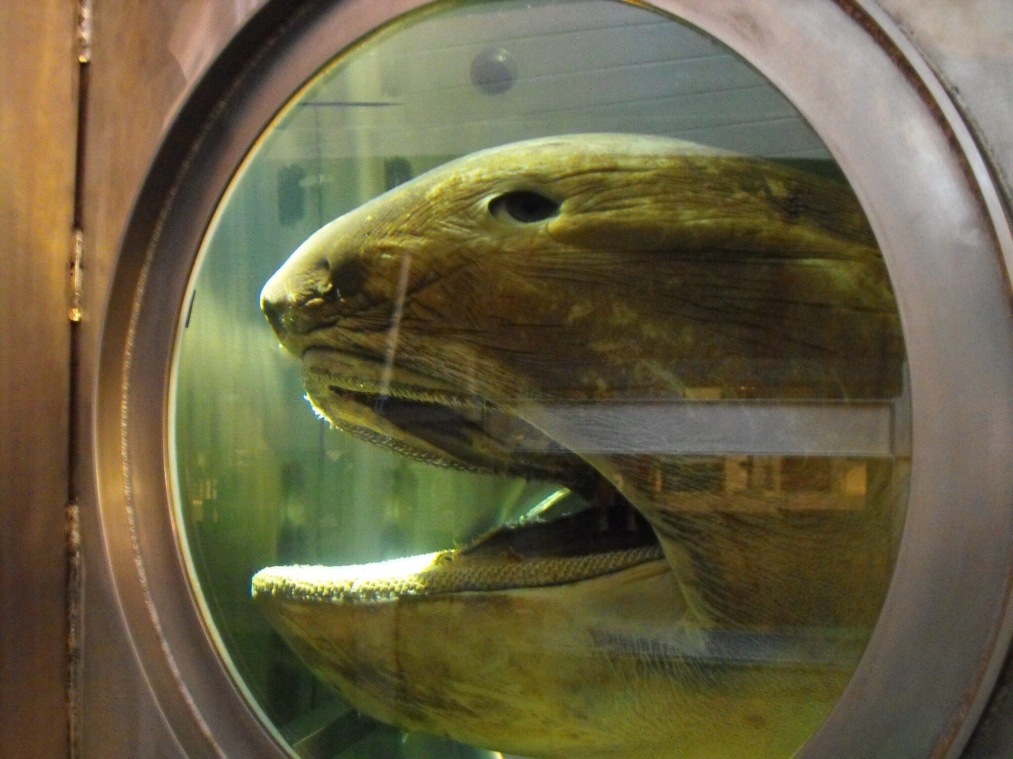 11 Sharks With Jaw-Dropping Adaptations