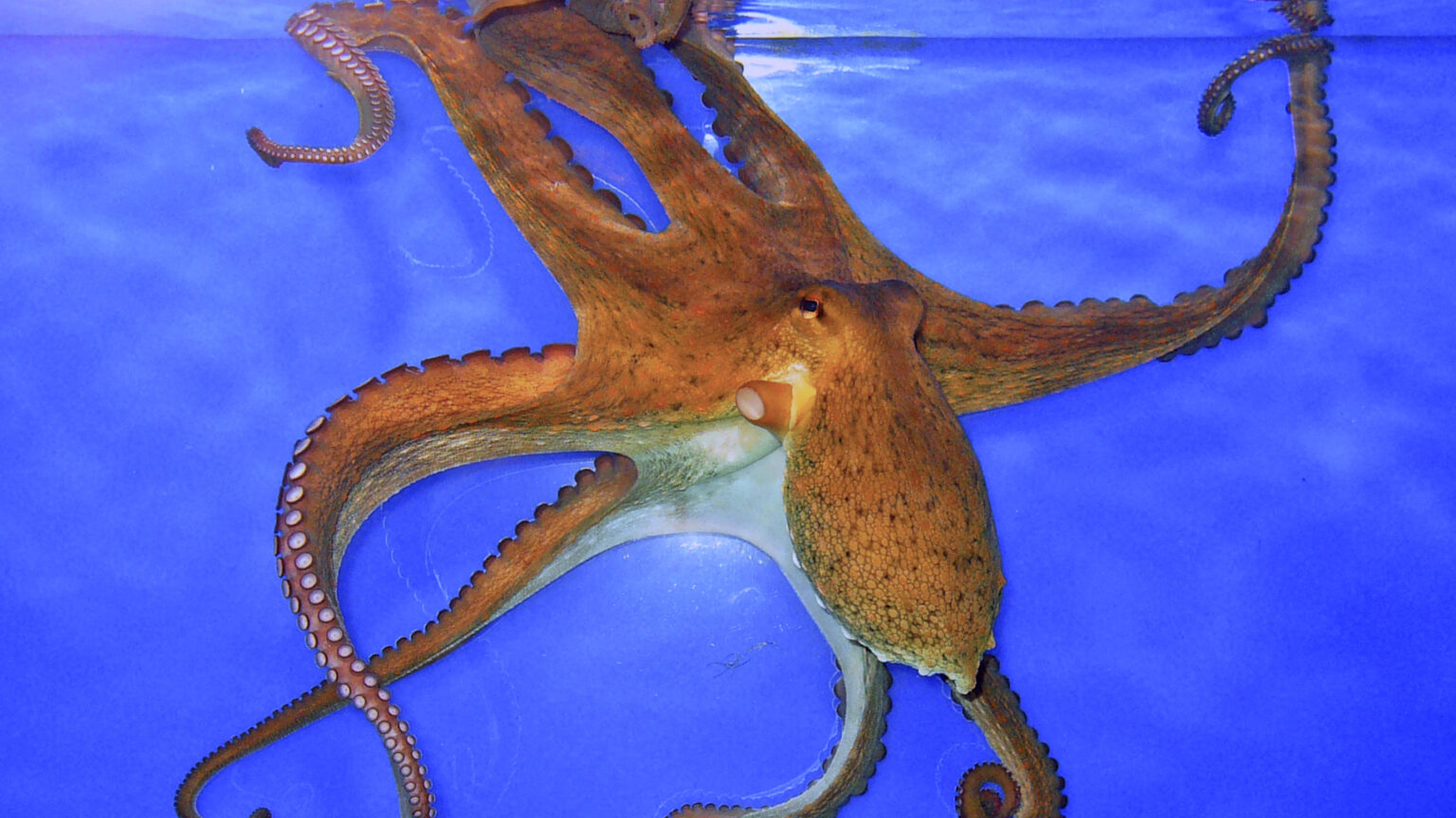 The Fish That Camouflages by Changing Its Skin Texture