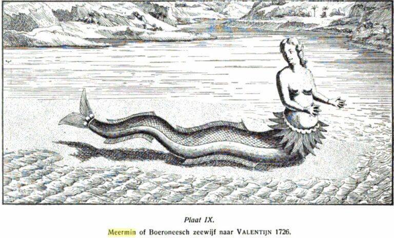 The Truth Behind Mermaid Legends and Manatees