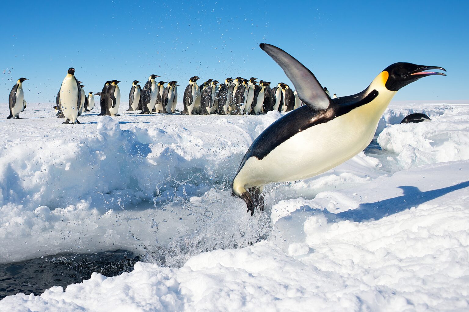 How Penguins Use Belly-Sliding to Gain Speed on Ice