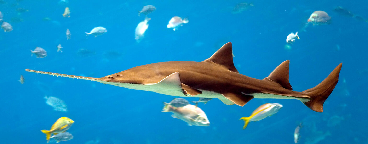 The Shark With Saw-Blade Jaws