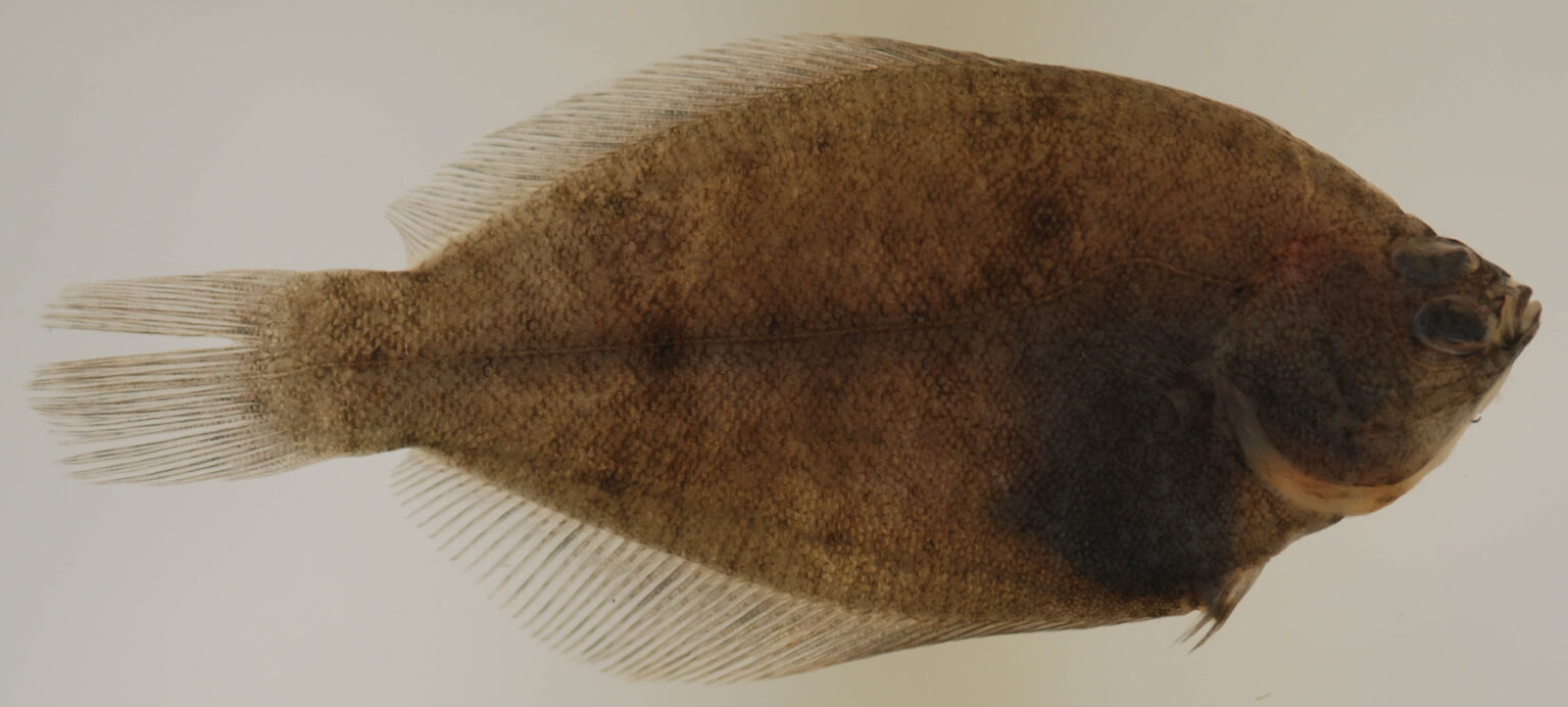 The Fish That Grows Antifreeze in Its Blood
