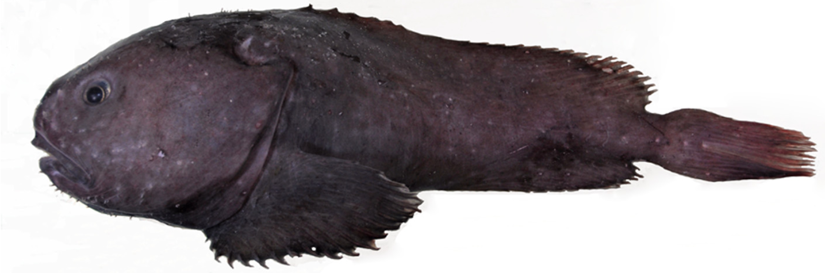 The Deep-Sea Fish That Looks Like a Blob—and Why It’s Perfectly Evolved