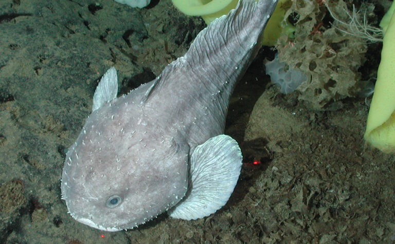 The Deep-Sea Fish That Looks Like a Blob—and Why It’s Perfectly Evolved