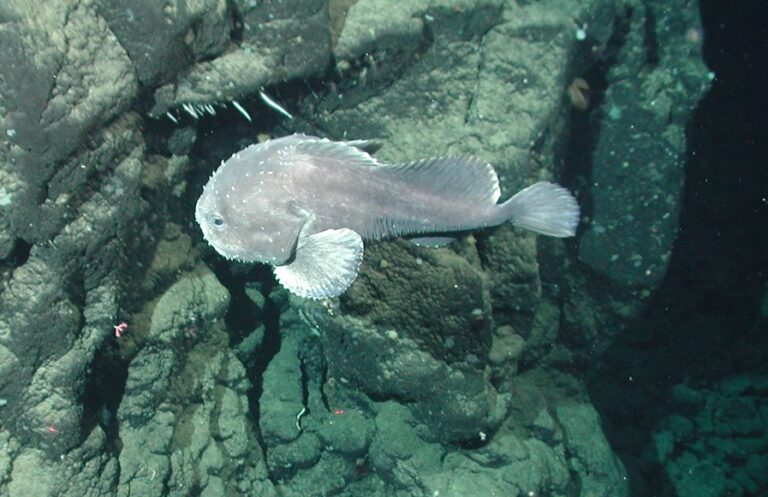 The Deep-Sea Fish That Looks Like a Blob—and Why It’s Perfectly Evolved