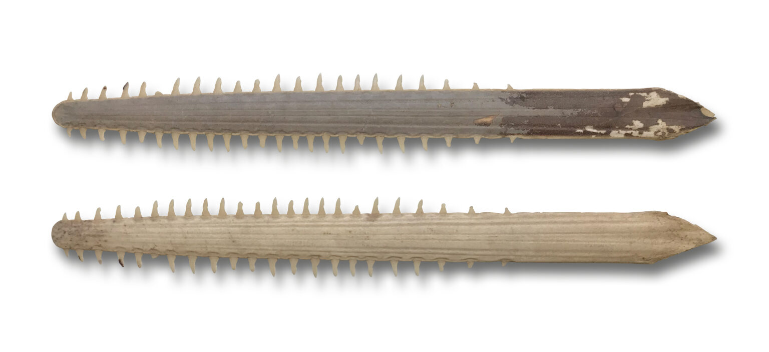 The Shark With a Chainsaw for a Nose—Meet the Sawshark