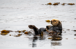 The Role of Sea Otters in Keeping Kelp Forests Alive