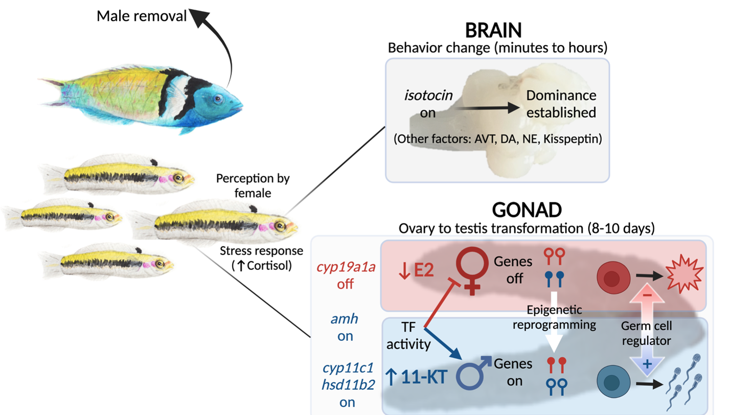 Why Some Fish Change Sex to Survive