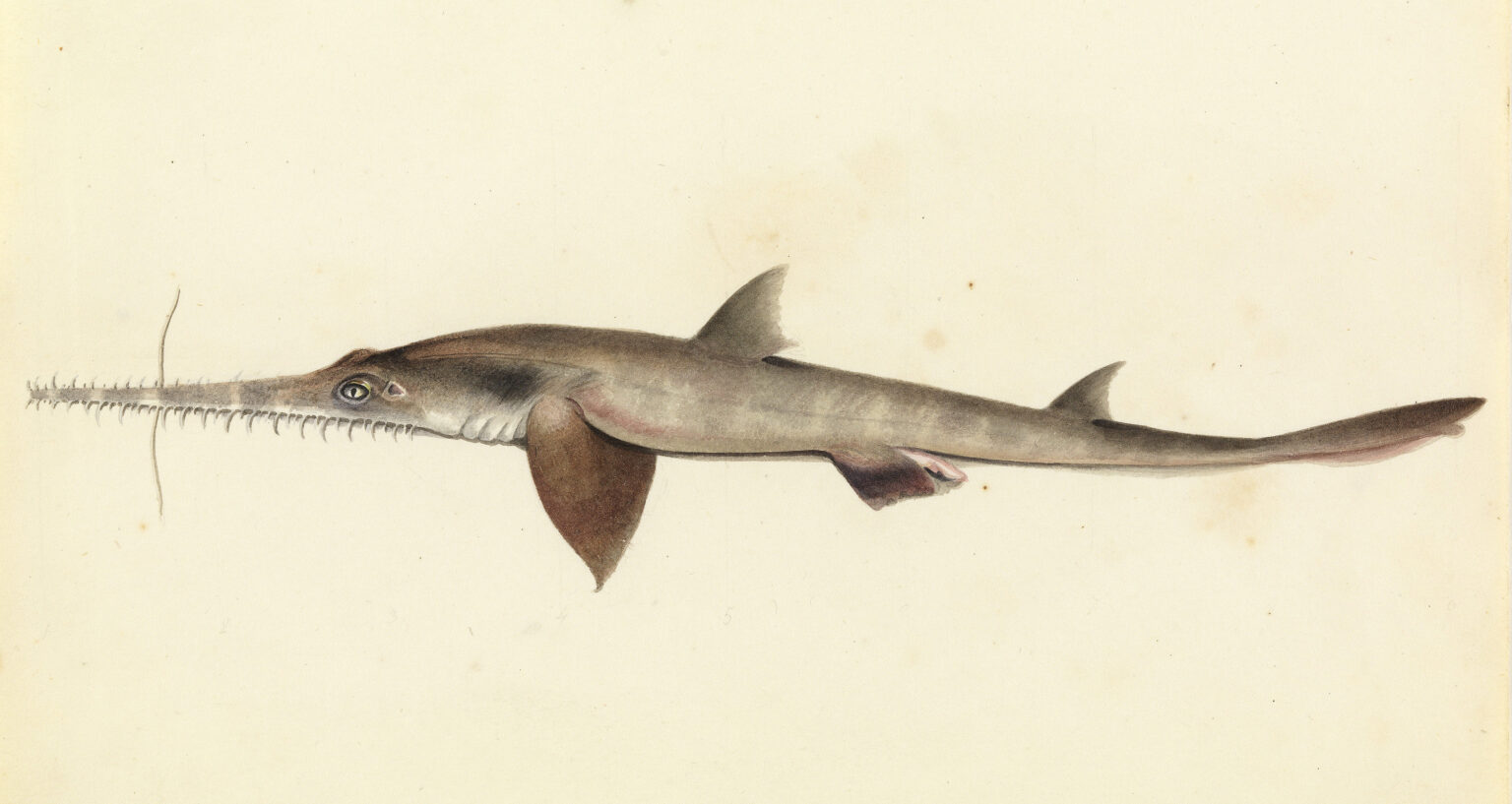The Shark With a Chainsaw for a Nose—Meet the Sawshark