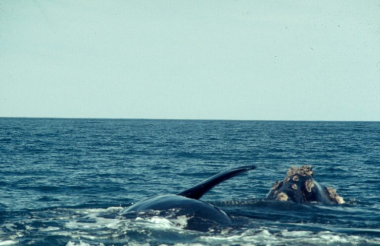 The Secret Behind Whale Lice—Tiny Creatures That Hitch Rides