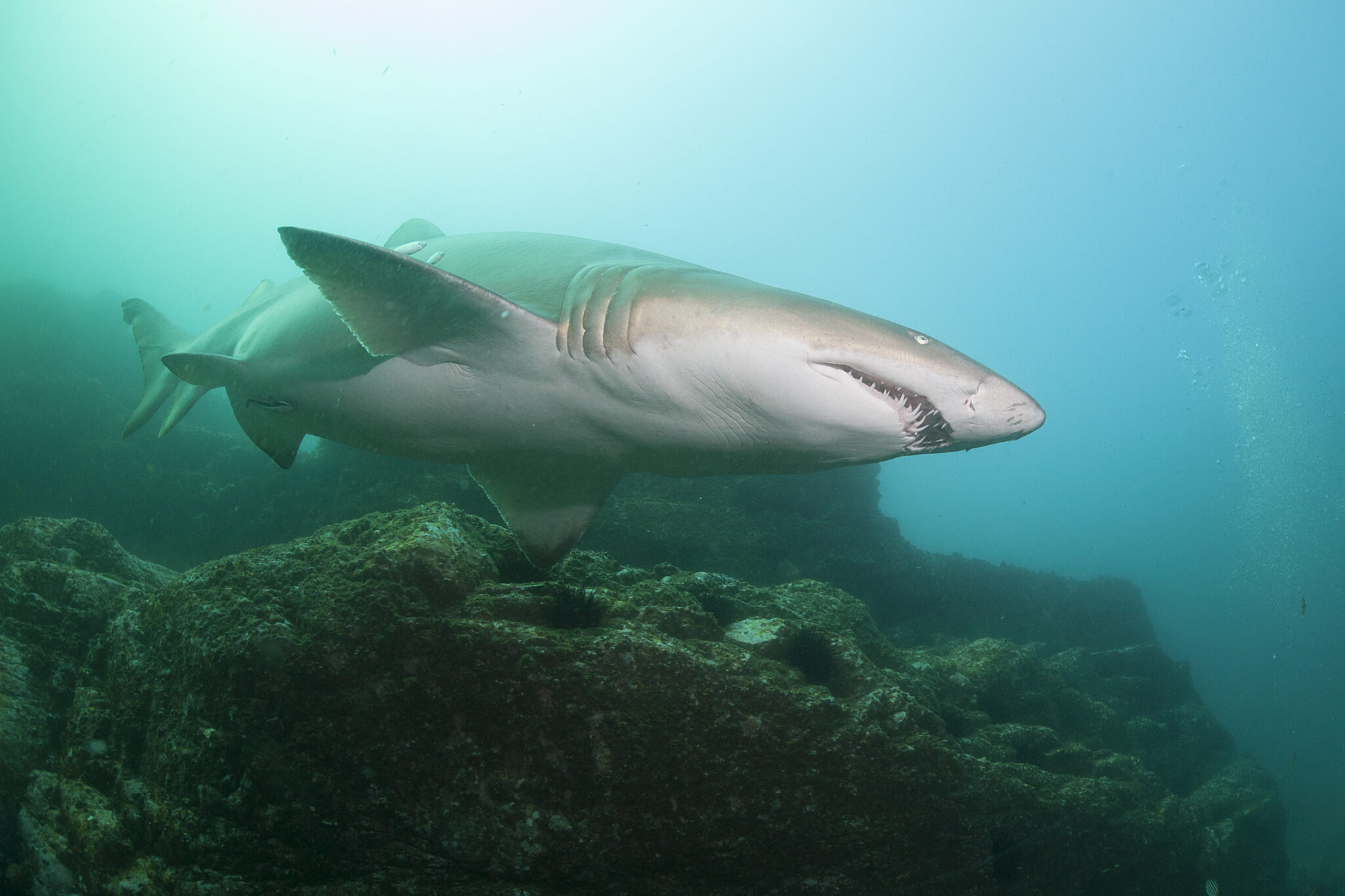 Why Sharks Sometimes Swim Upside Down