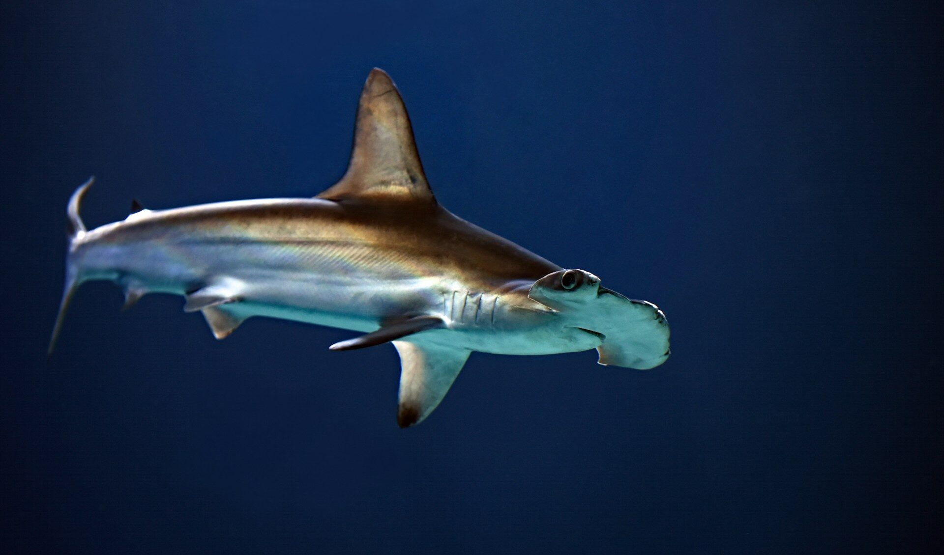 The Shark That Hunts in Packs Like Wolves