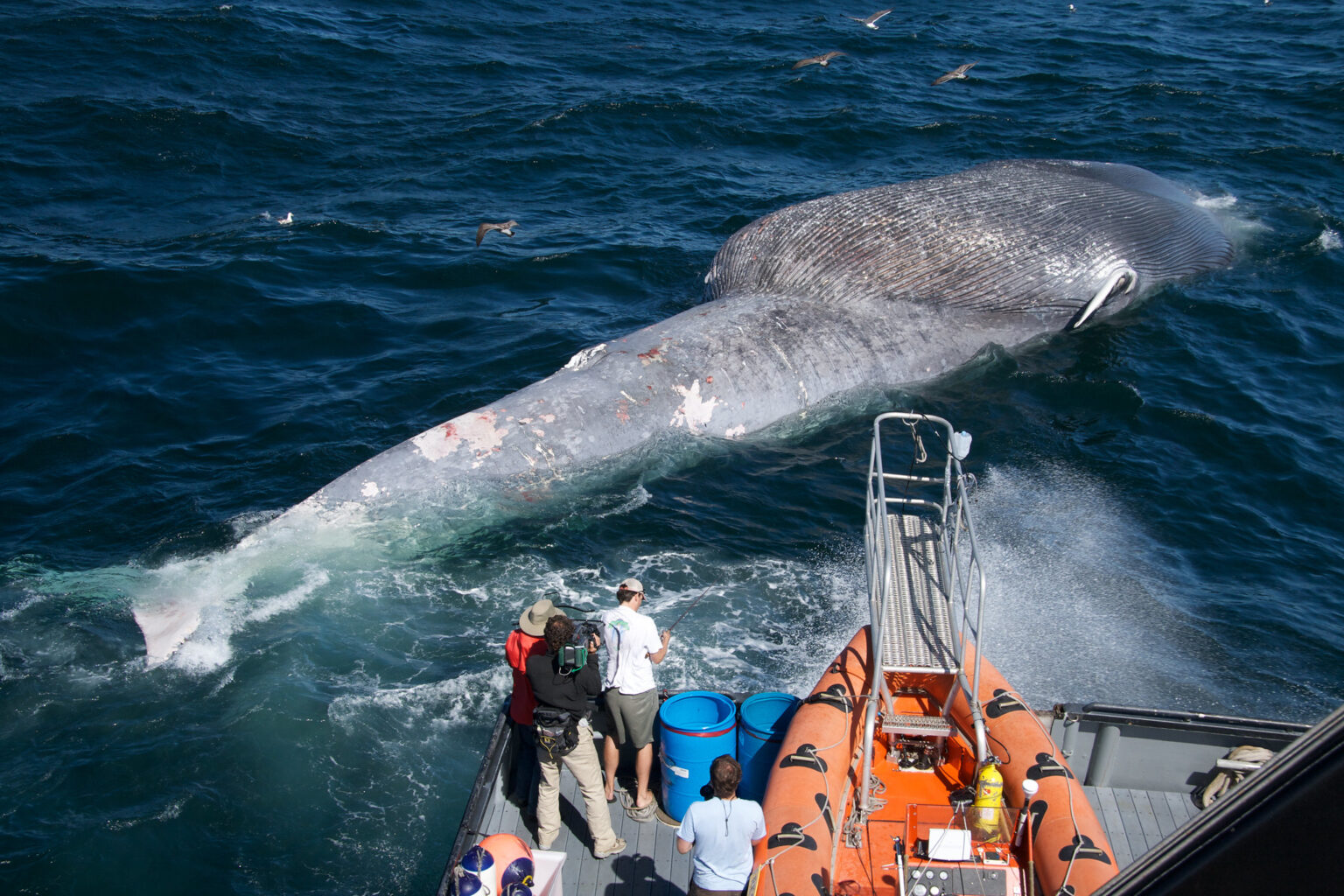 How Some Species Survive Entirely on Whale Falls