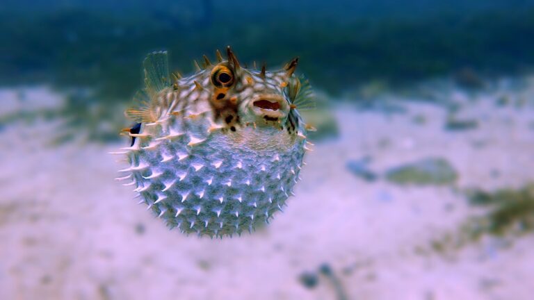 The Fish That Builds Nest Circles on the Ocean Floor