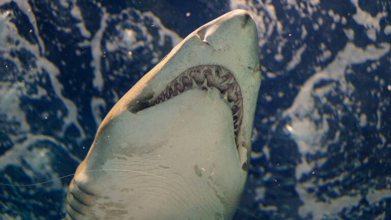 How Sharks Clean Their Own Teeth