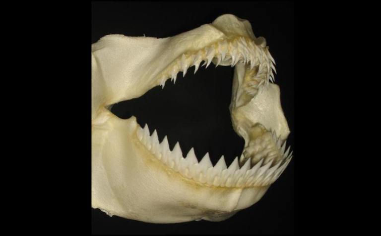The Secret Behind Sharkskin—and Why It’s Used in Swimsuits