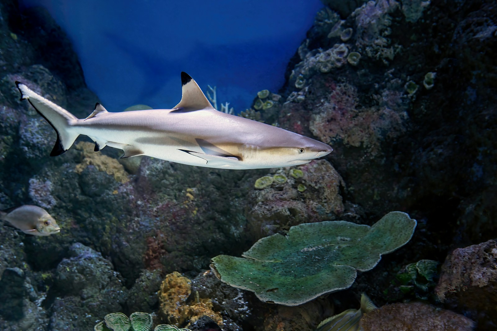 The Shark That Hunts in Packs Like Wolves