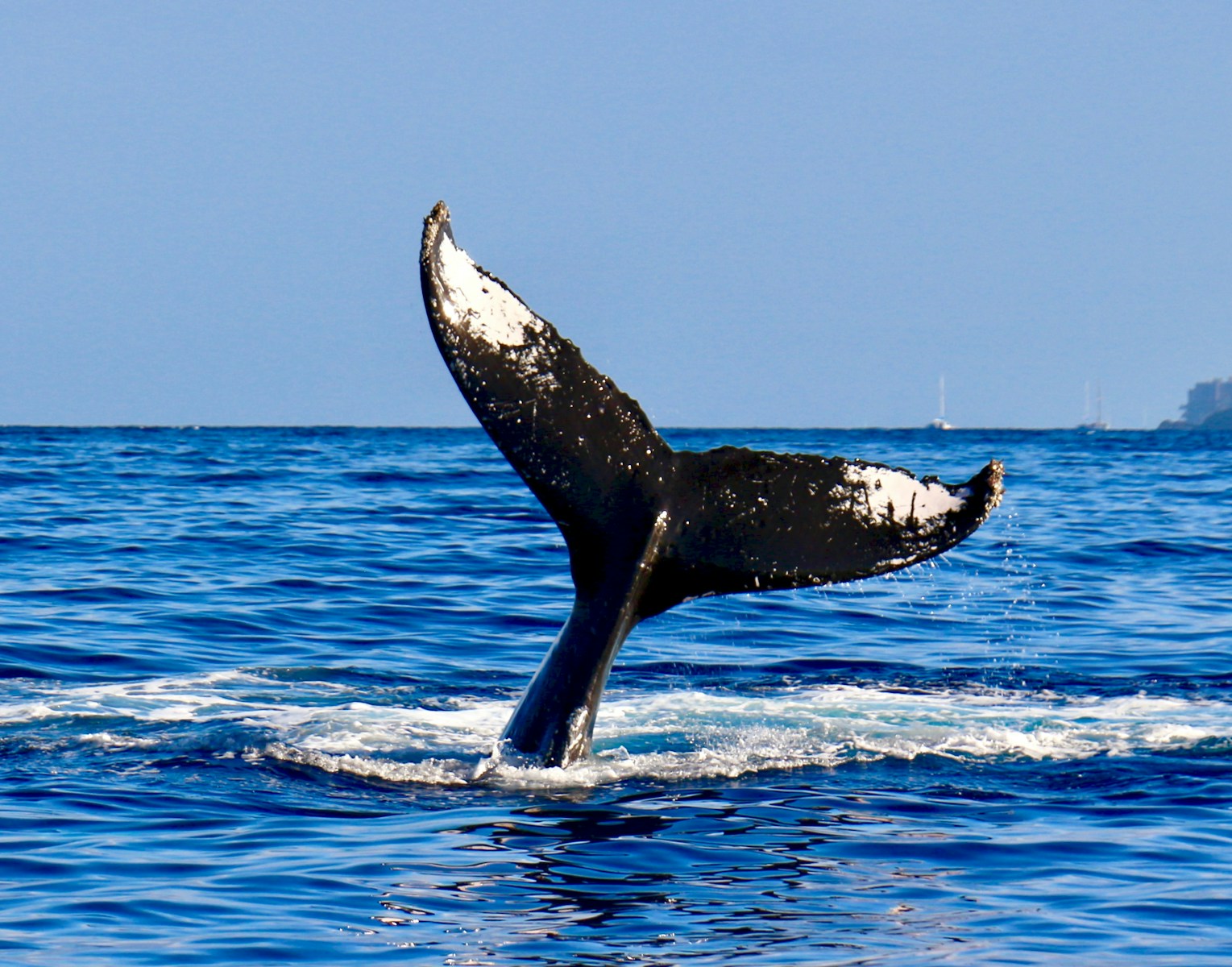 How Whales Use Their Flukes to Communicate