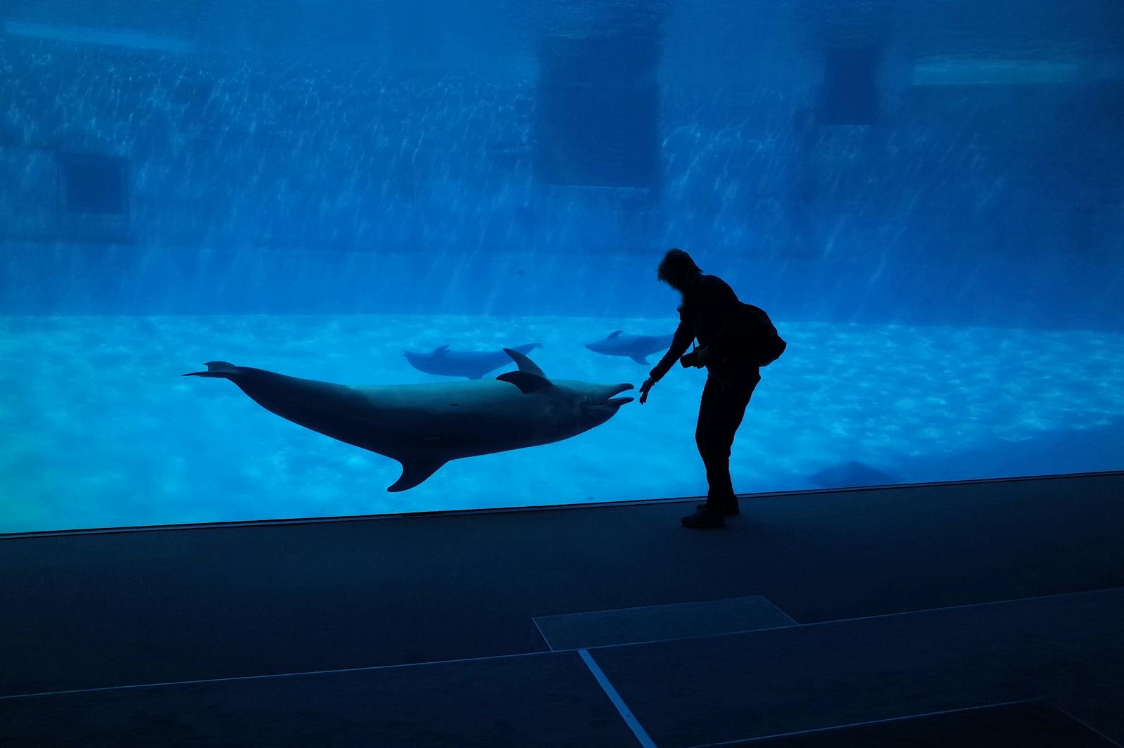 6 Dolphins Who Befriended Humans